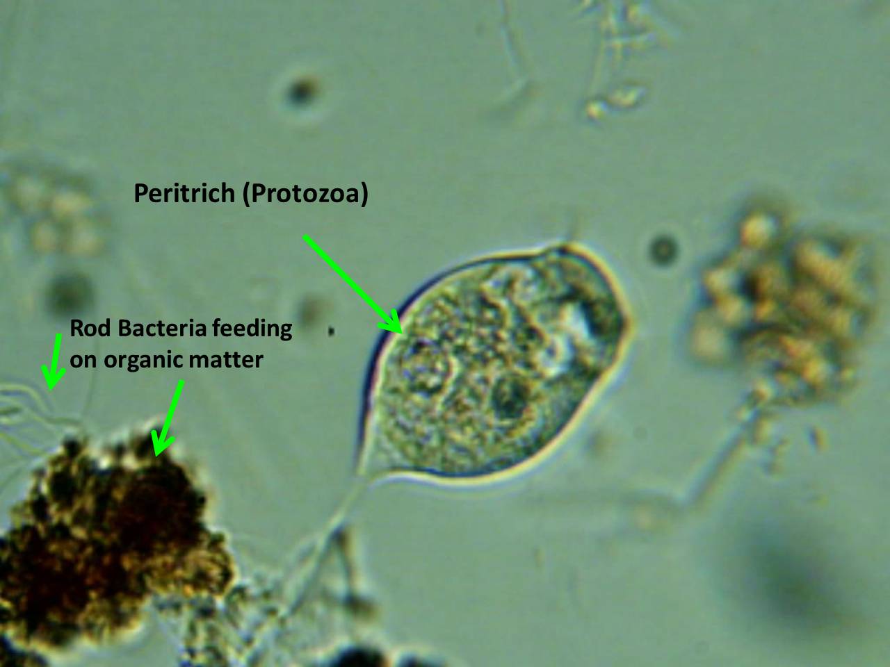 What is Compost Tea? - Ecosoil
